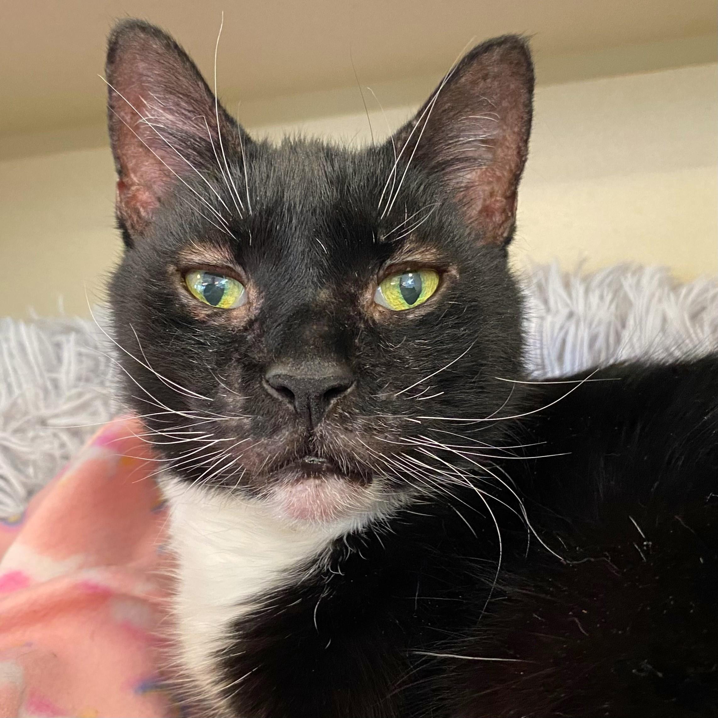 Cat for adoption - Peanut, a Domestic Short Hair in Eatontown, NJ ...