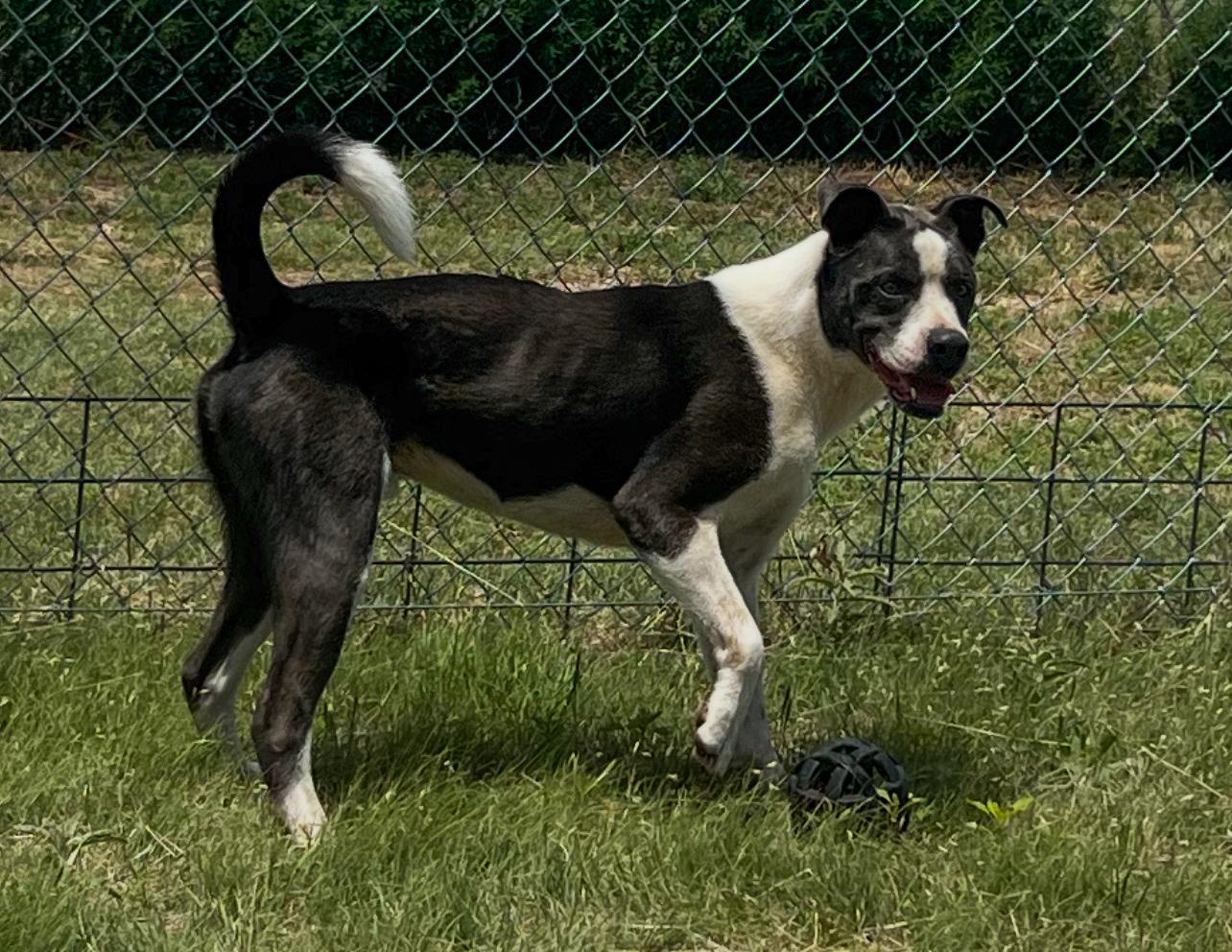 Dog for adoption - Sebastian, a Mixed Breed in Salt Lake City, UT ...