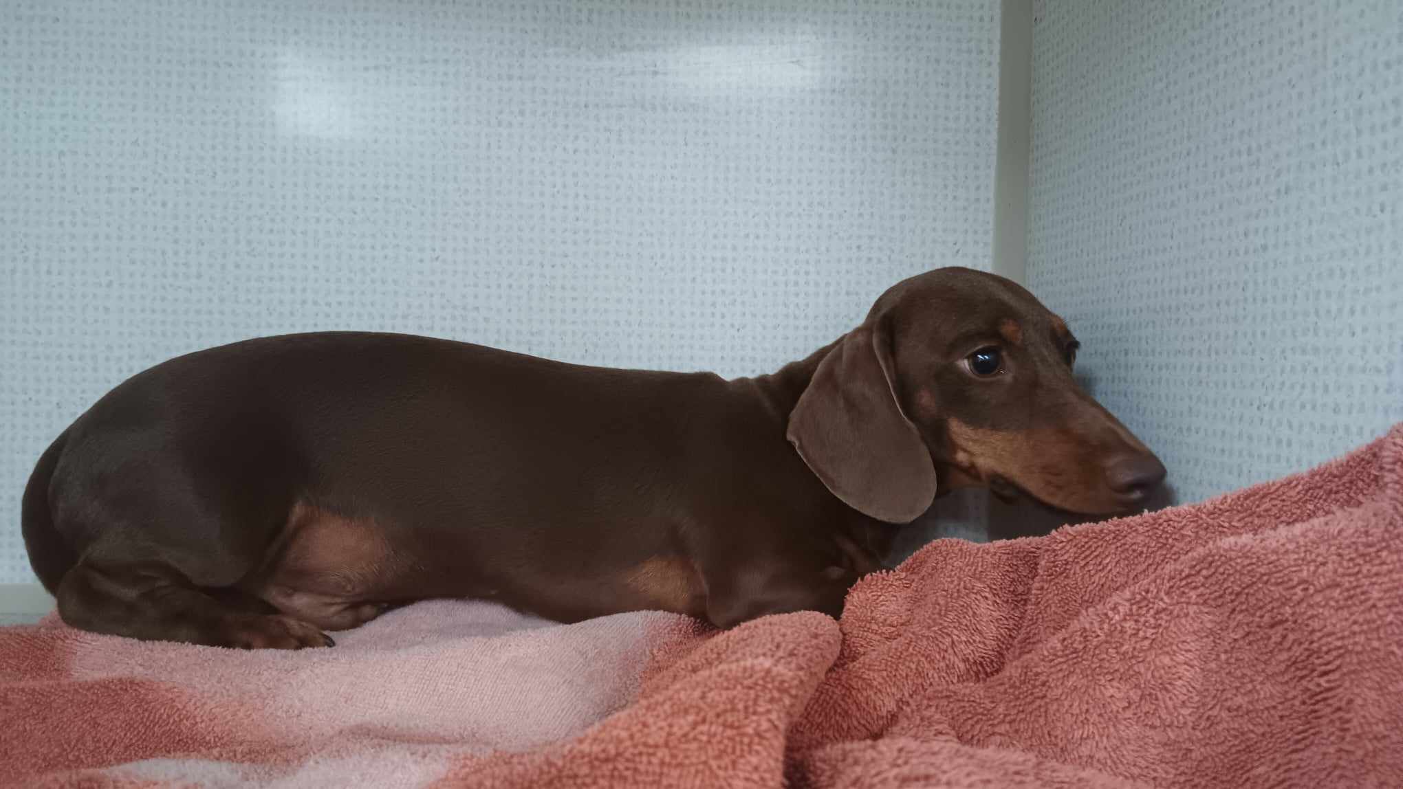 Dog for adoption - Drake, a Miniature Dachshund in Clive, IA | Petfinder