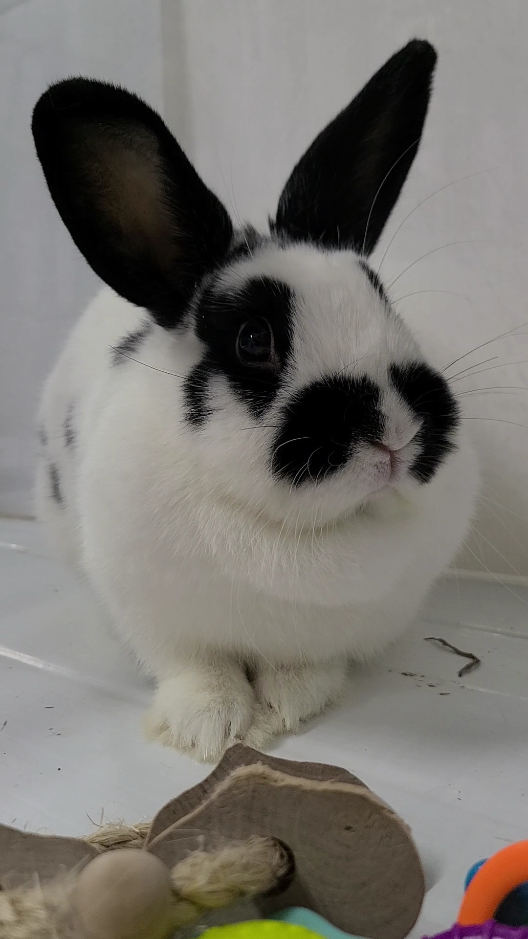 Rabbit for adoption - Stella, an English Spot in Waynesboro, VA | Petfinder