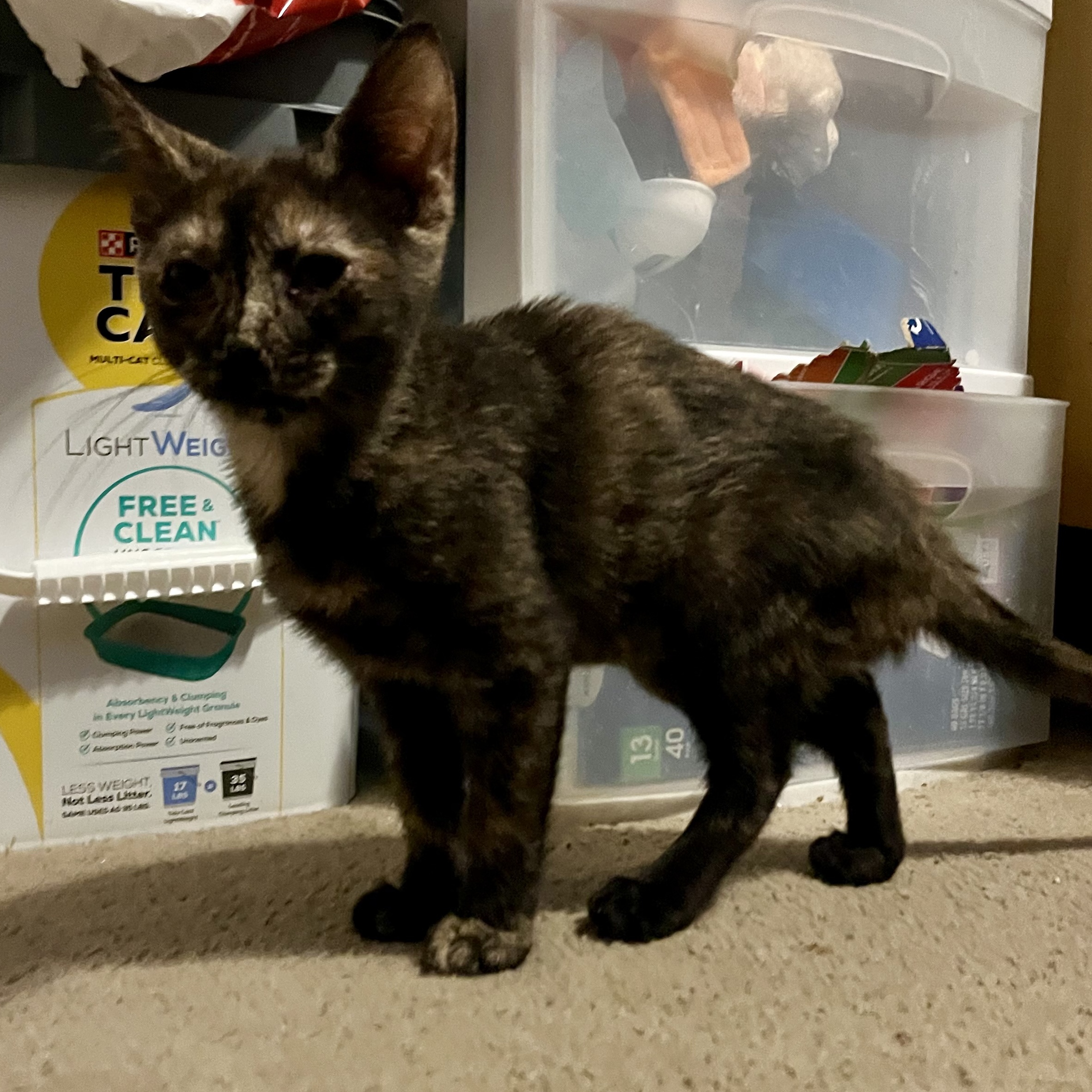 Available Cats and Kittens – Purring Hearts VA