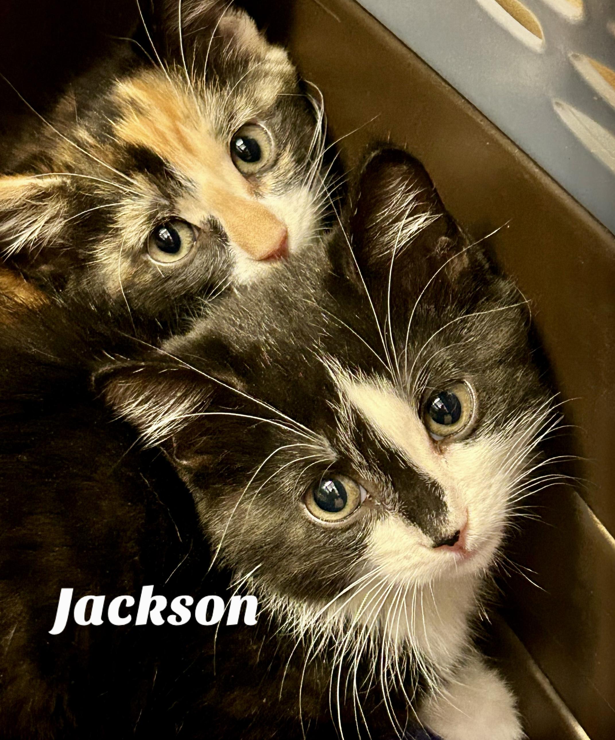 Cat for adoption - Jackson, a Domestic Short Hair in Owasso, OK | Petfinder