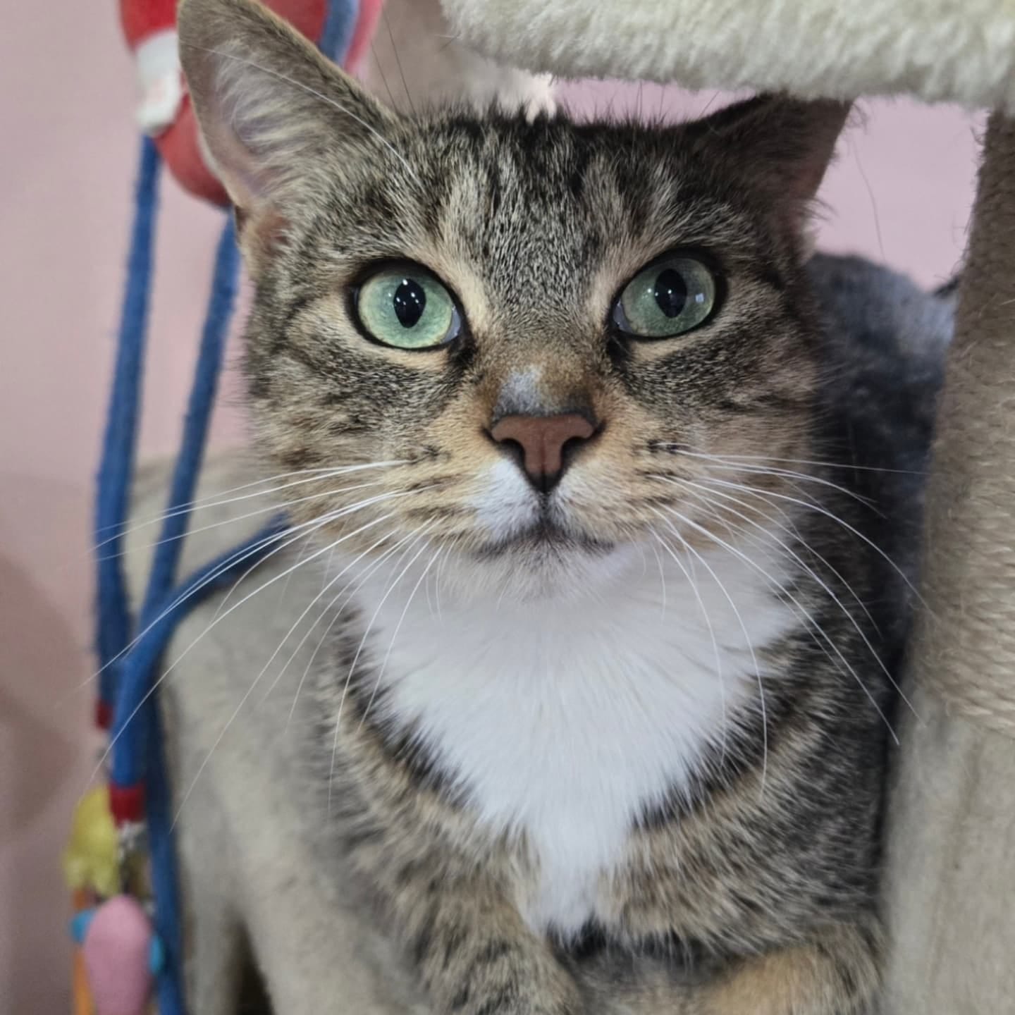 Cat for adoption - Lisa Lisa Ludlow (sponsored adoption fee), a ...