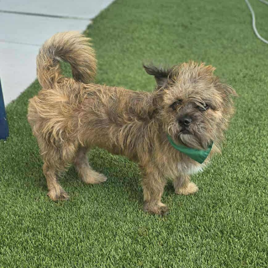 Dog for adoption - Chippy, a Mixed Breed in Aurora, IL | Petfinder