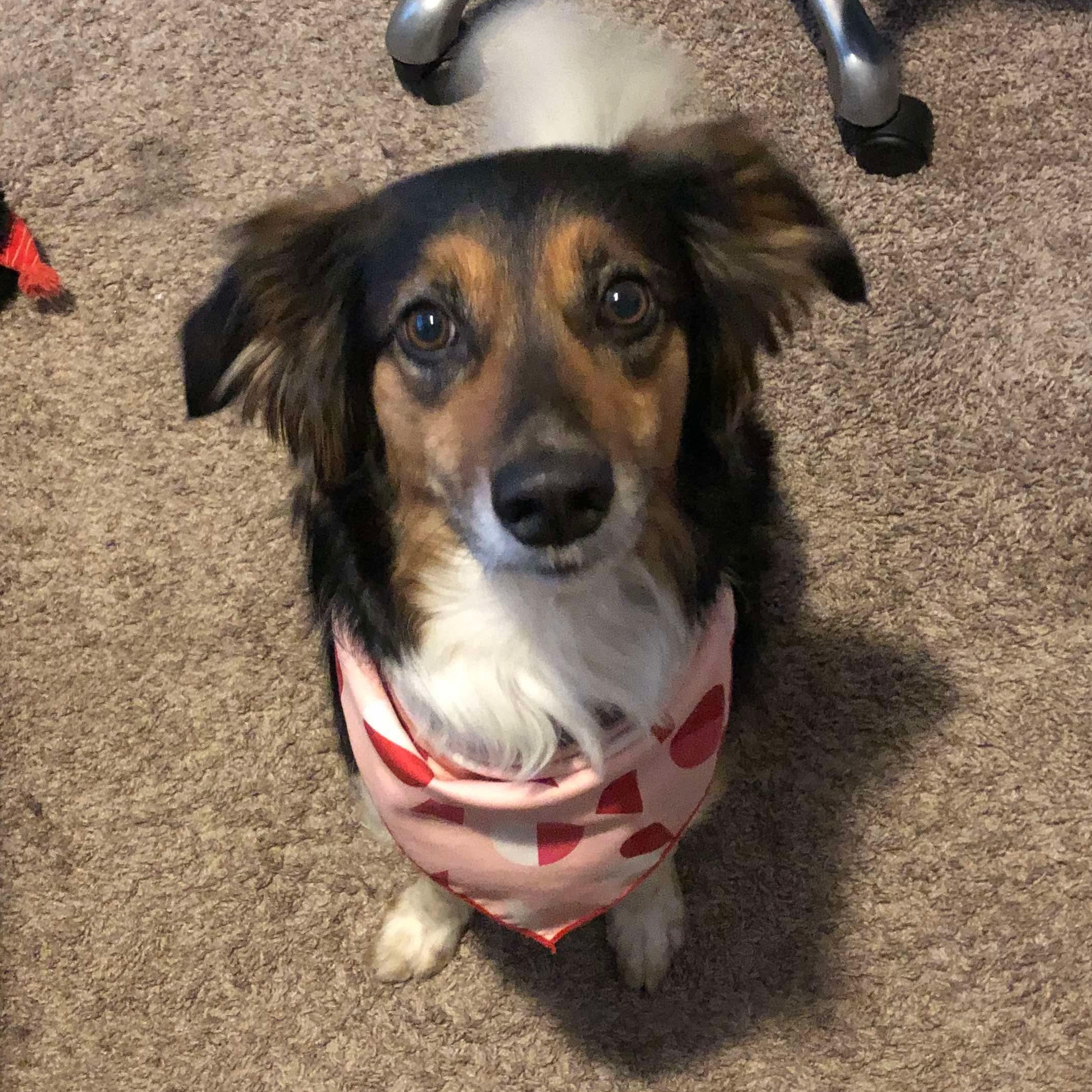 Dog for adoption - BO, an Australian Shepherd Mix in Vancouver, WA ...