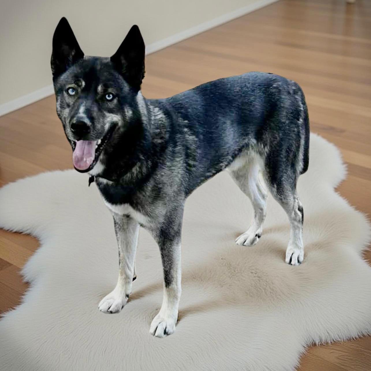 Dog for adoption - Jaxson, a Husky Mix in Lisbon, IA | Petfinder