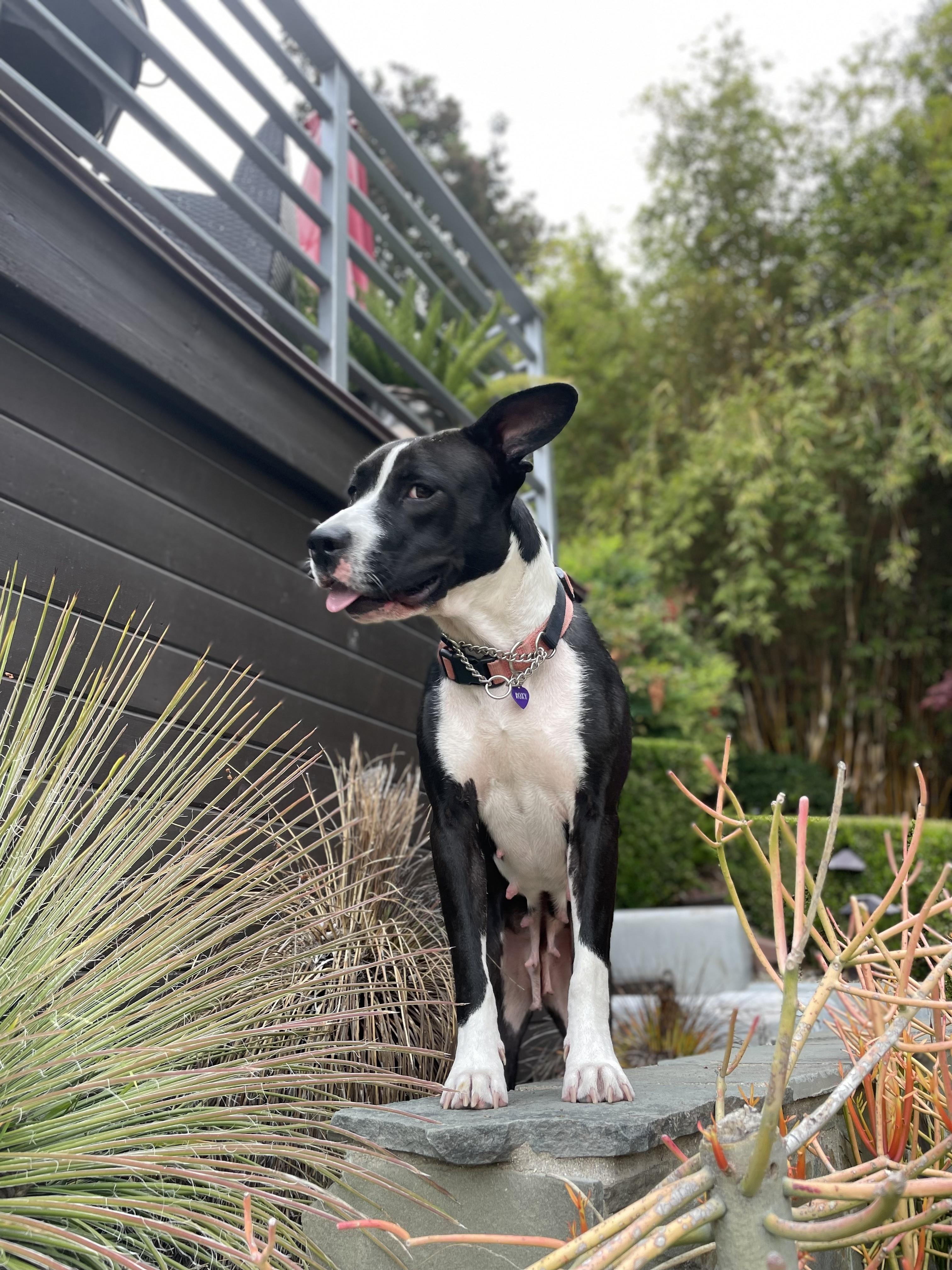 Dog for adoption - Roxy, a Mixed Breed in Studio City, CA | Petfinder