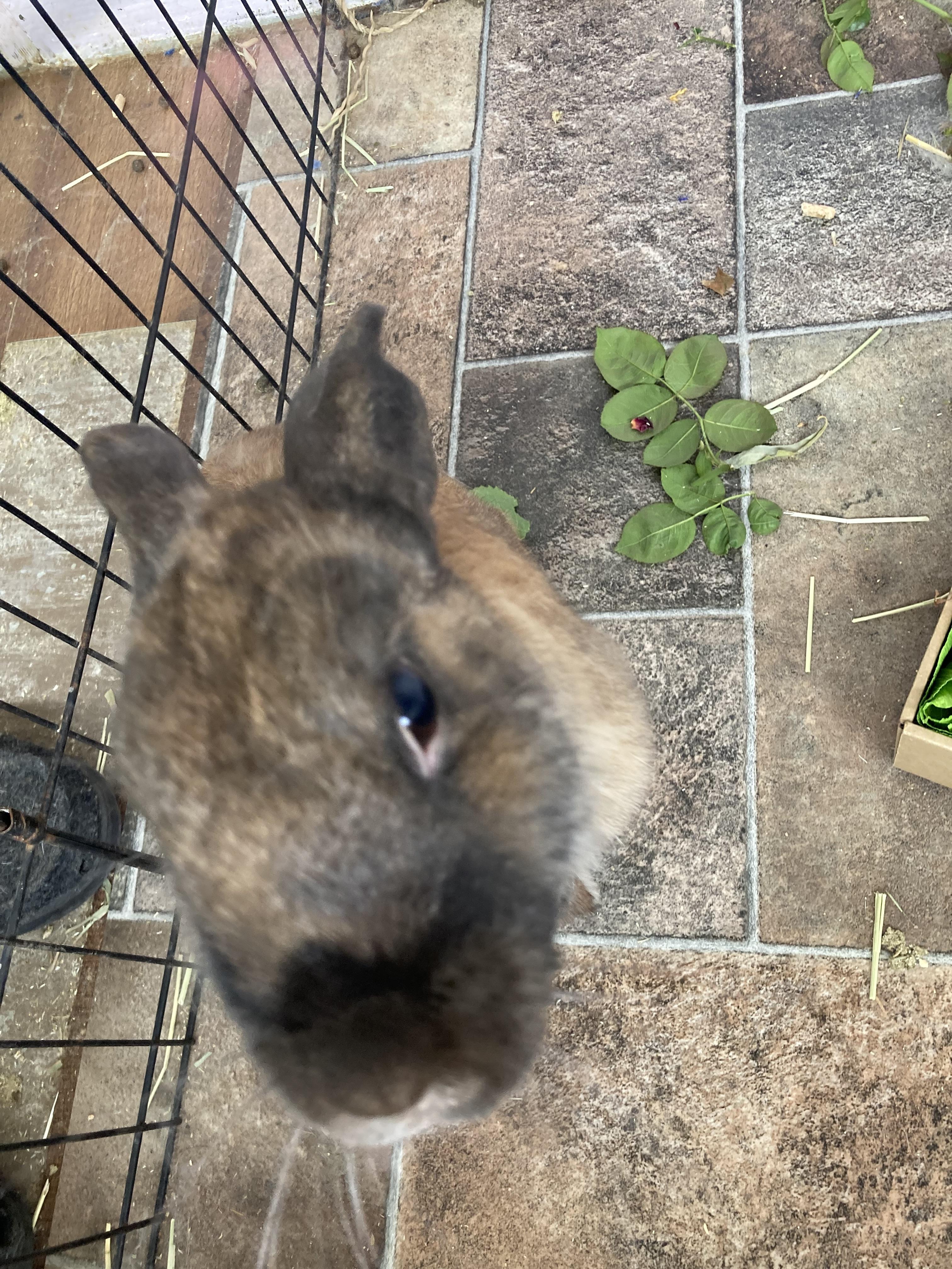 Rabbit for adoption - Cocoa Puff, an American Sable in Kelso, WA ...