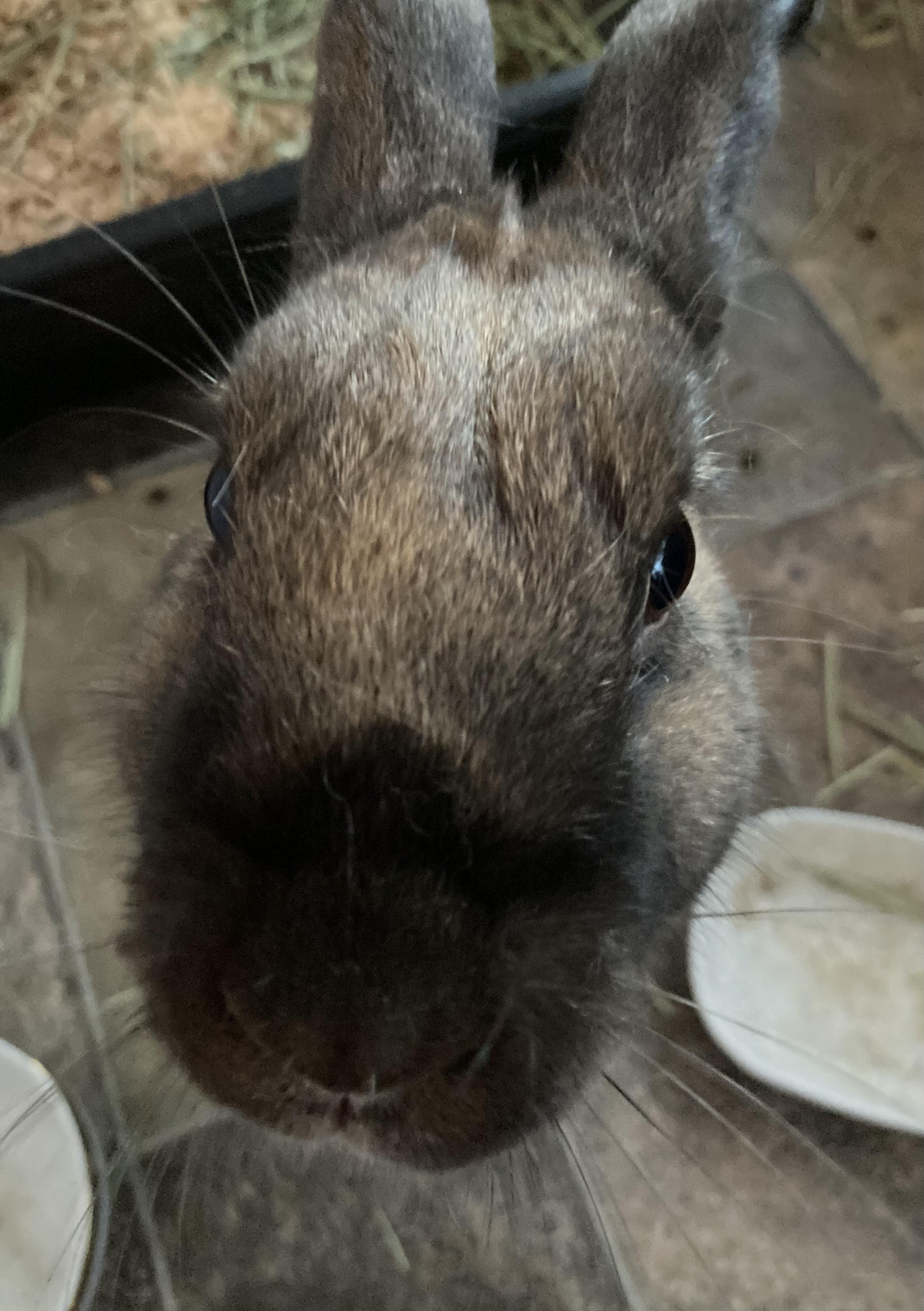 Rabbit for adoption - Cocoa Puff, an American Sable in Kelso, WA ...