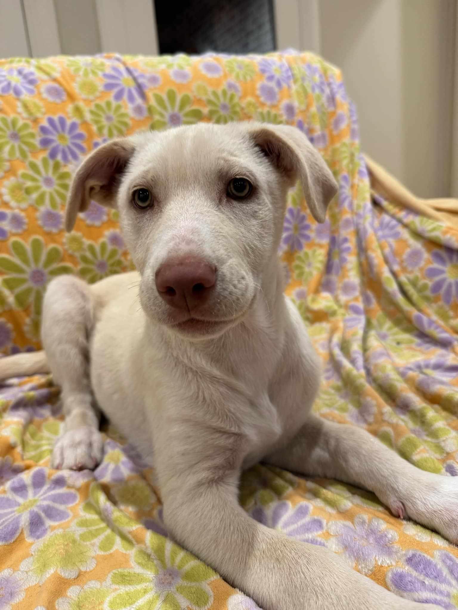 Dog for adoption - Birdie, a Yellow Labrador Retriever in Smithfield ...