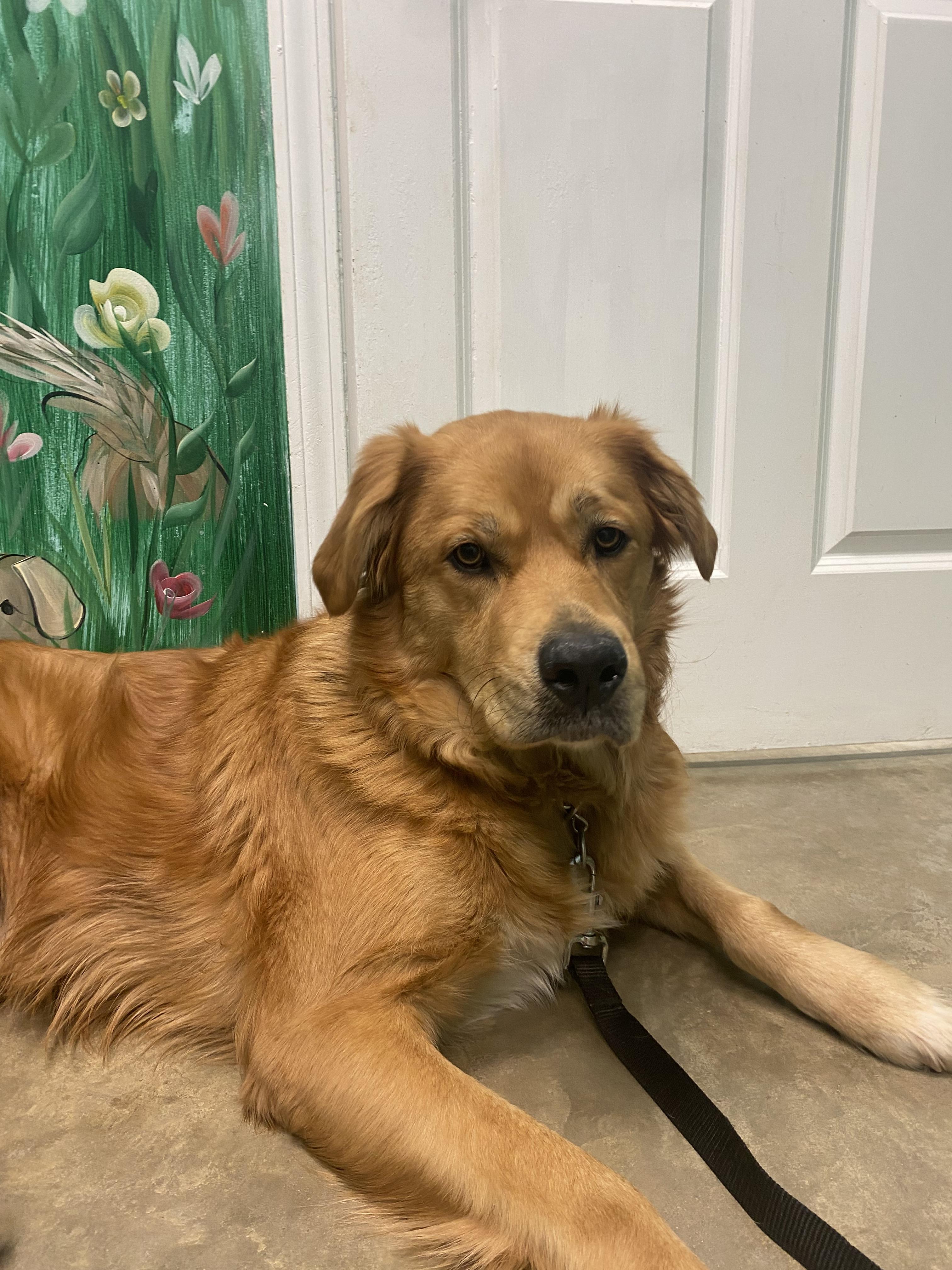 Dog for adoption - Cora, a Golden Retriever & Great Pyrenees Mix in ...