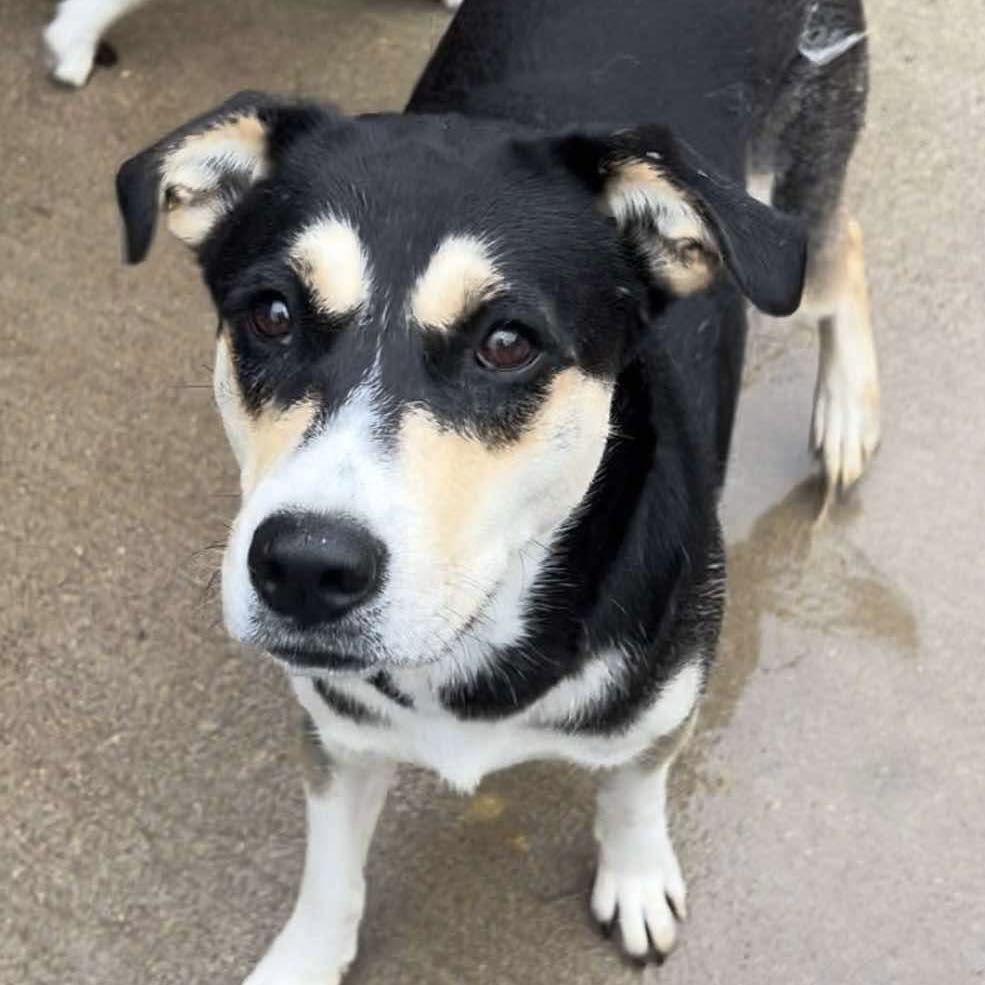 Dog for adoption - Karma, a Siberian Husky Mix in Portsmouth, OH ...