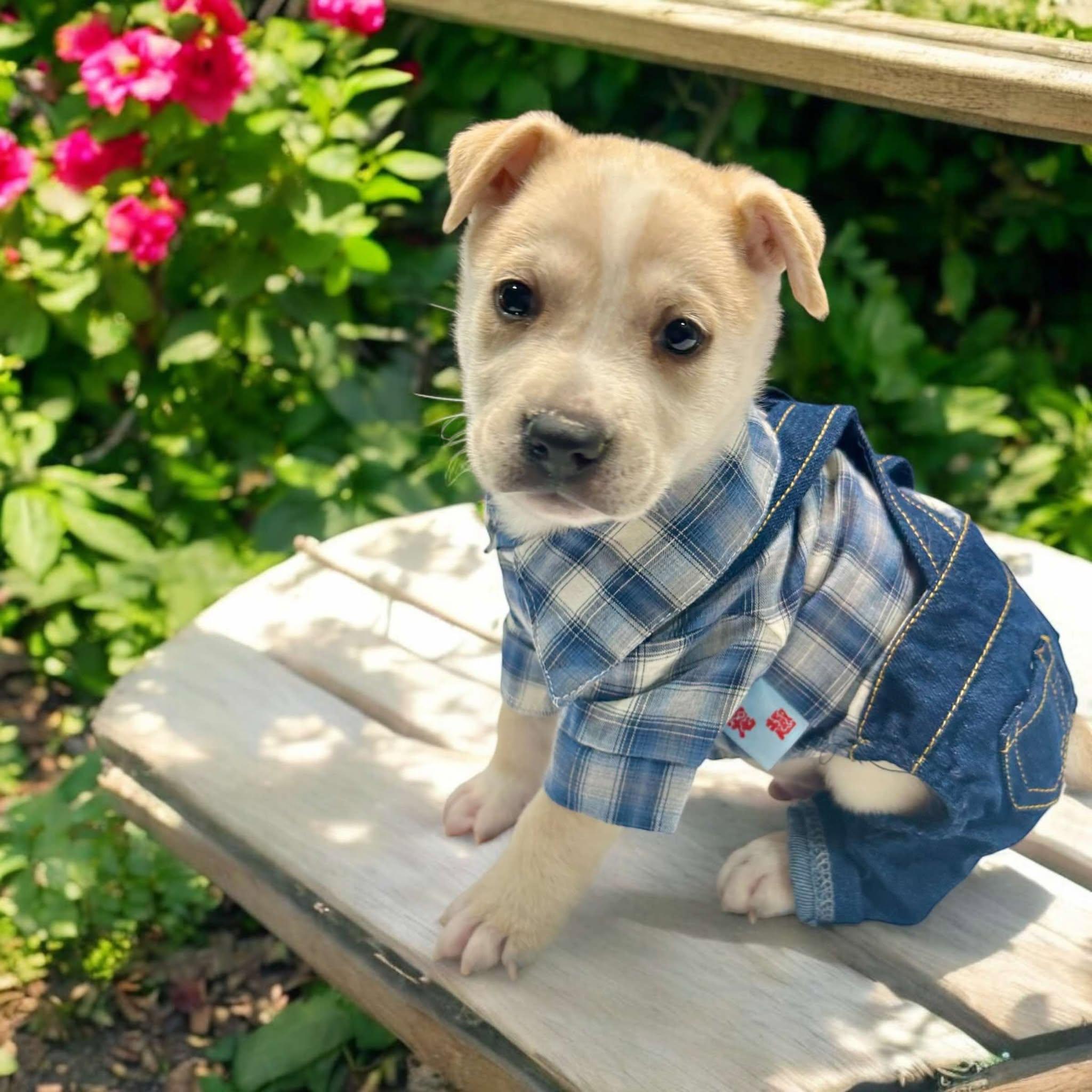 Dog for adoption - Chimi, a Husky Mix in Milwaukee , WI | Petfinder