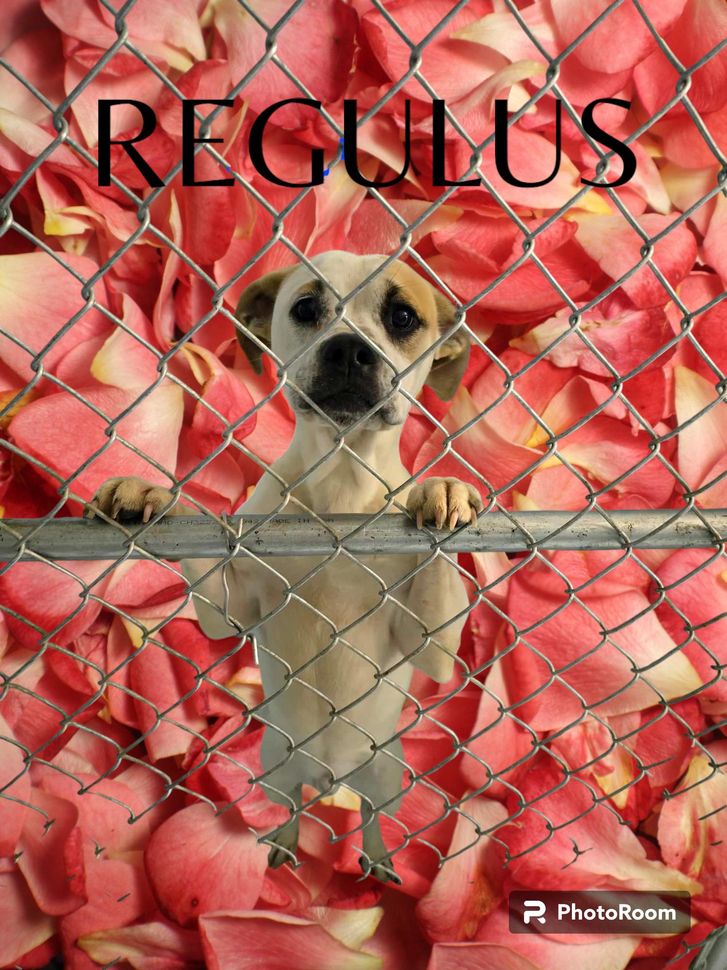 Dog for adoption - REGULUS, a Hound Mix in Orangeburg, SC | Petfinder