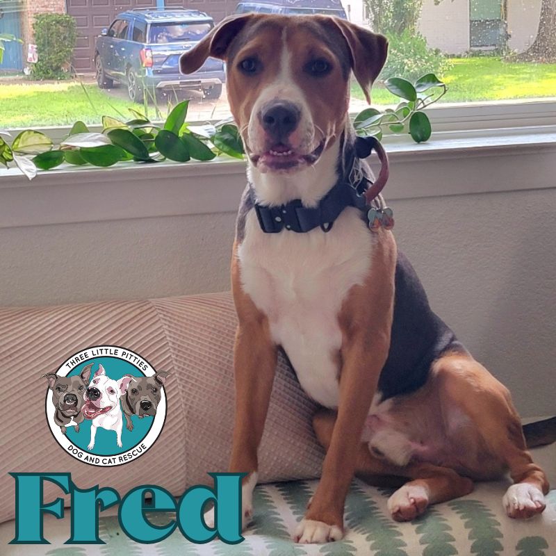 Dog for adoption - Handsome Fred Doughtie the Family Friendly Boy, a ...