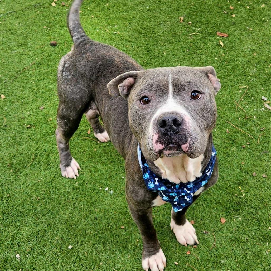 Dog for adoption - Bubba Gump JuM, a Staffordshire Bull Terrier in ...