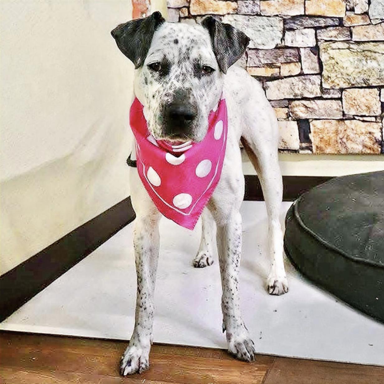 Dog for adoption - Gwen, a Mixed Breed in Spokane, WA | Petfinder