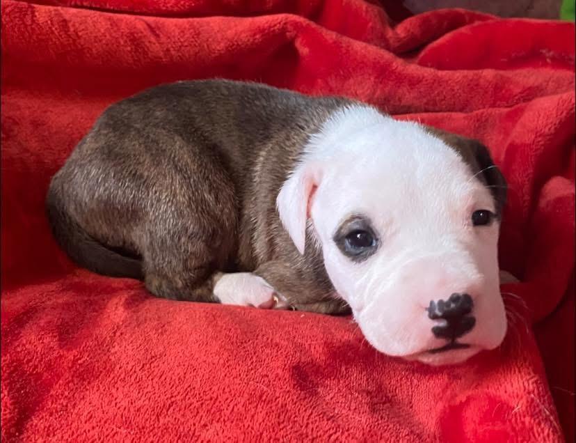 Dog for adoption - Liam, a Bull Terrier & Plott Hound Mix in ...