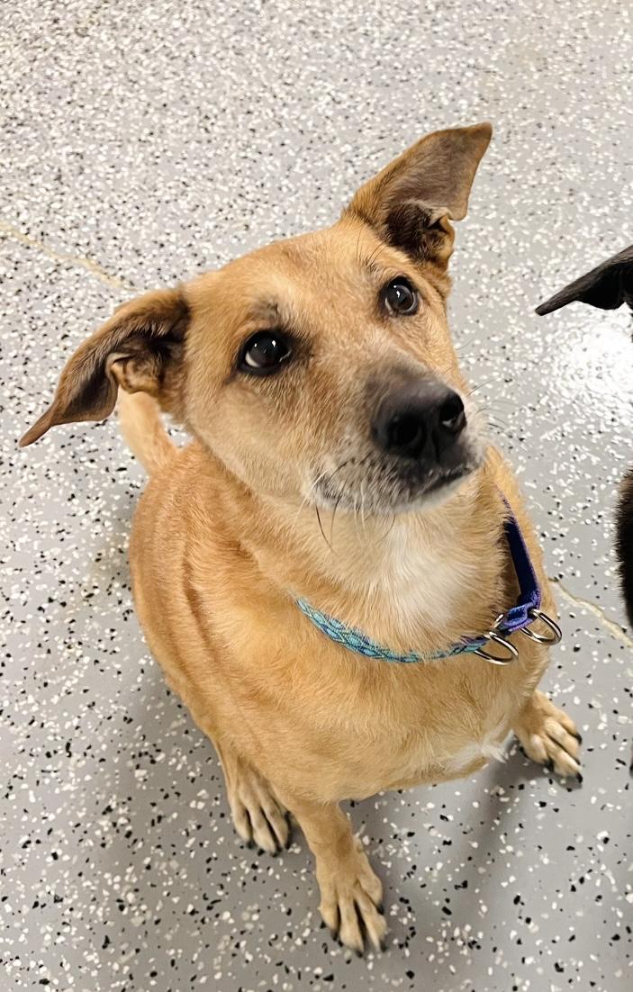 Dog for adoption - Coco is in NH! Come Meet our Adoptable Dogs Wednesday-Saturday. More info in ...