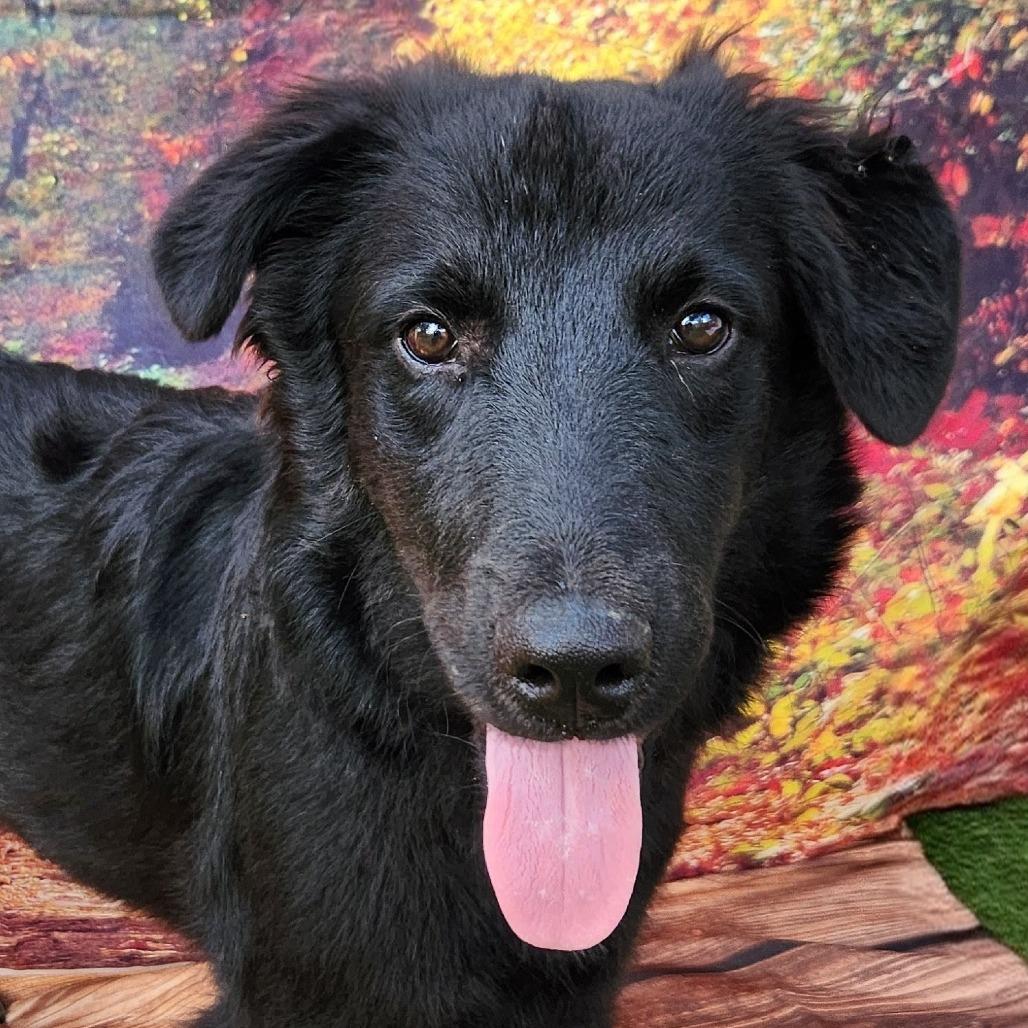 Dog for adoption - Snickers JuM, a Black Labrador Retriever ...