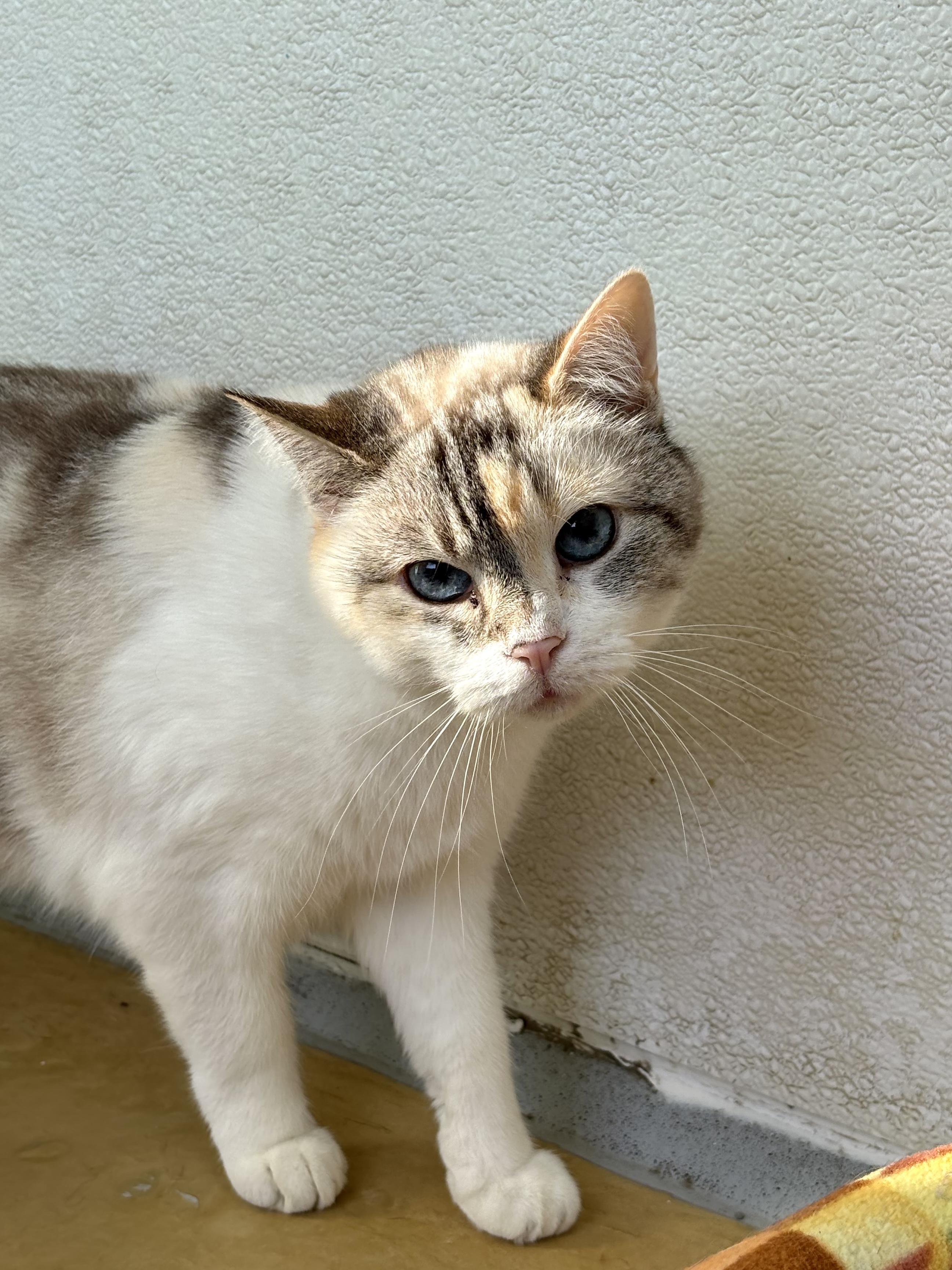 Cat for adoption - Addie, a Domestic Short Hair in Chicago, IL | Petfinder