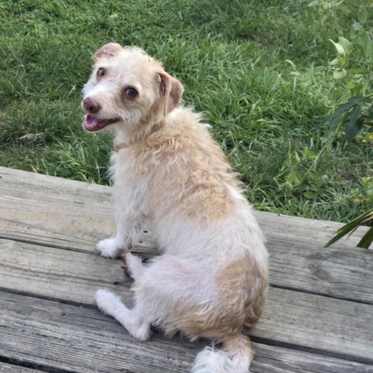 Dog for adoption - Oscar Mayer, a Chihuahua & Maltese Mix in Delta, BC ...