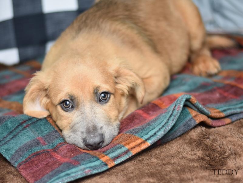 Dog for adoption - Teddy (BA Litter), a Shepherd & Border Collie Mix in ...