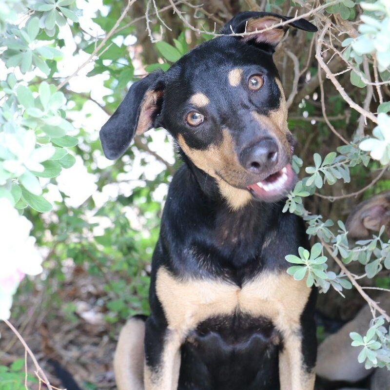 Dog for adoption - Rico Greenwood the Happy Playful Pup, a Doberman ...