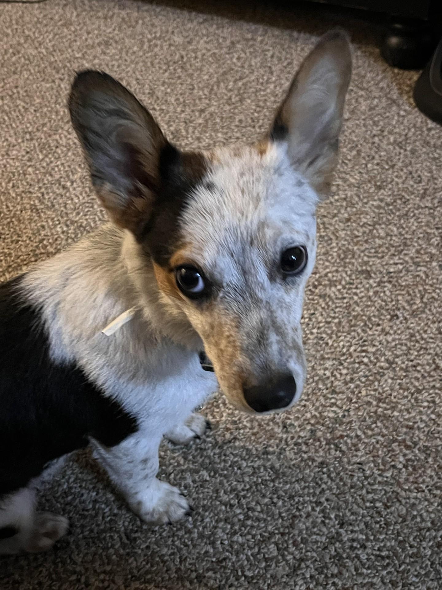 Dog for adoption - Woody-I25047, a Pembroke Welsh Corgi Mix in Anoka ...
