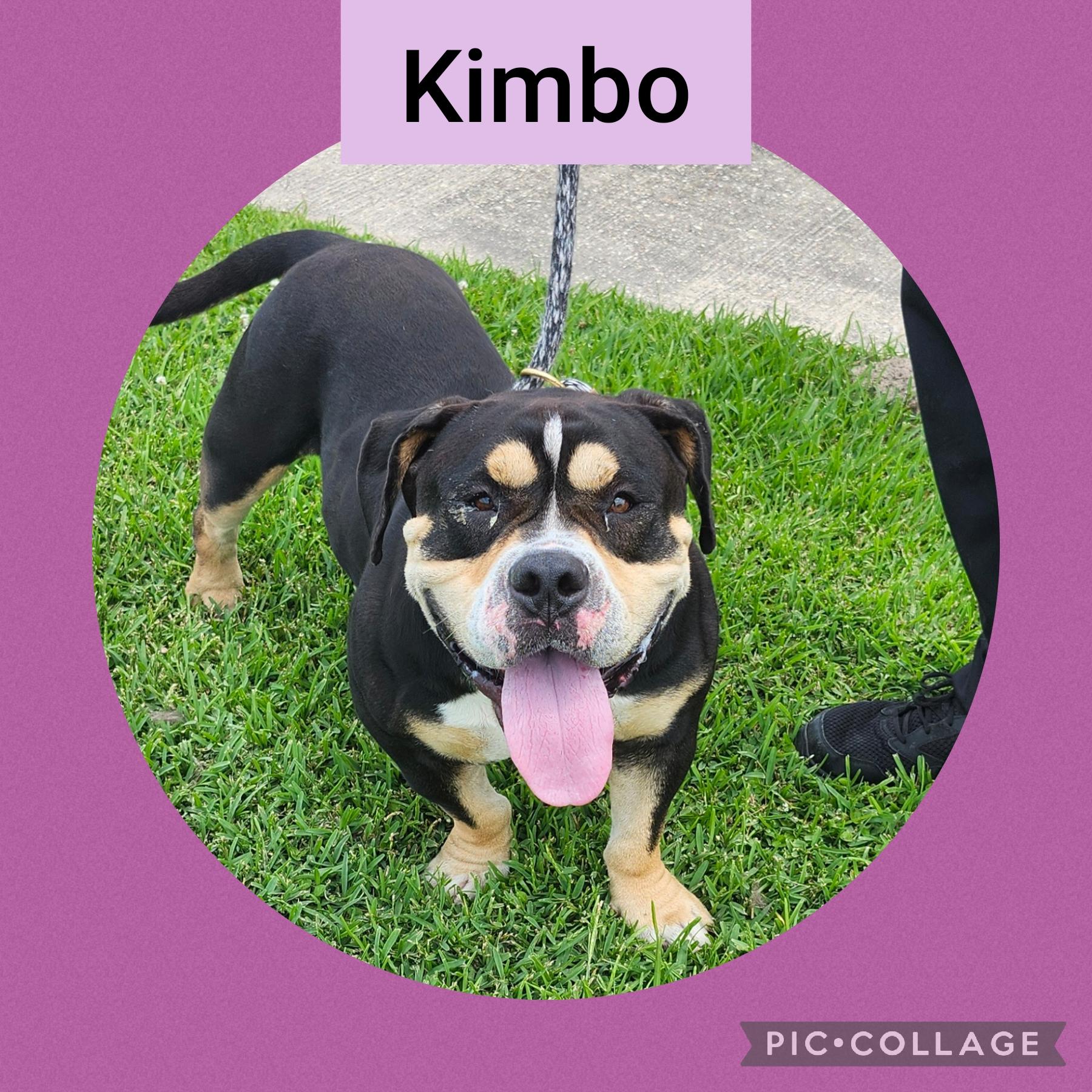 Dog for adoption - Kimbo, an American Bully Mix in New Iberia, LA ...