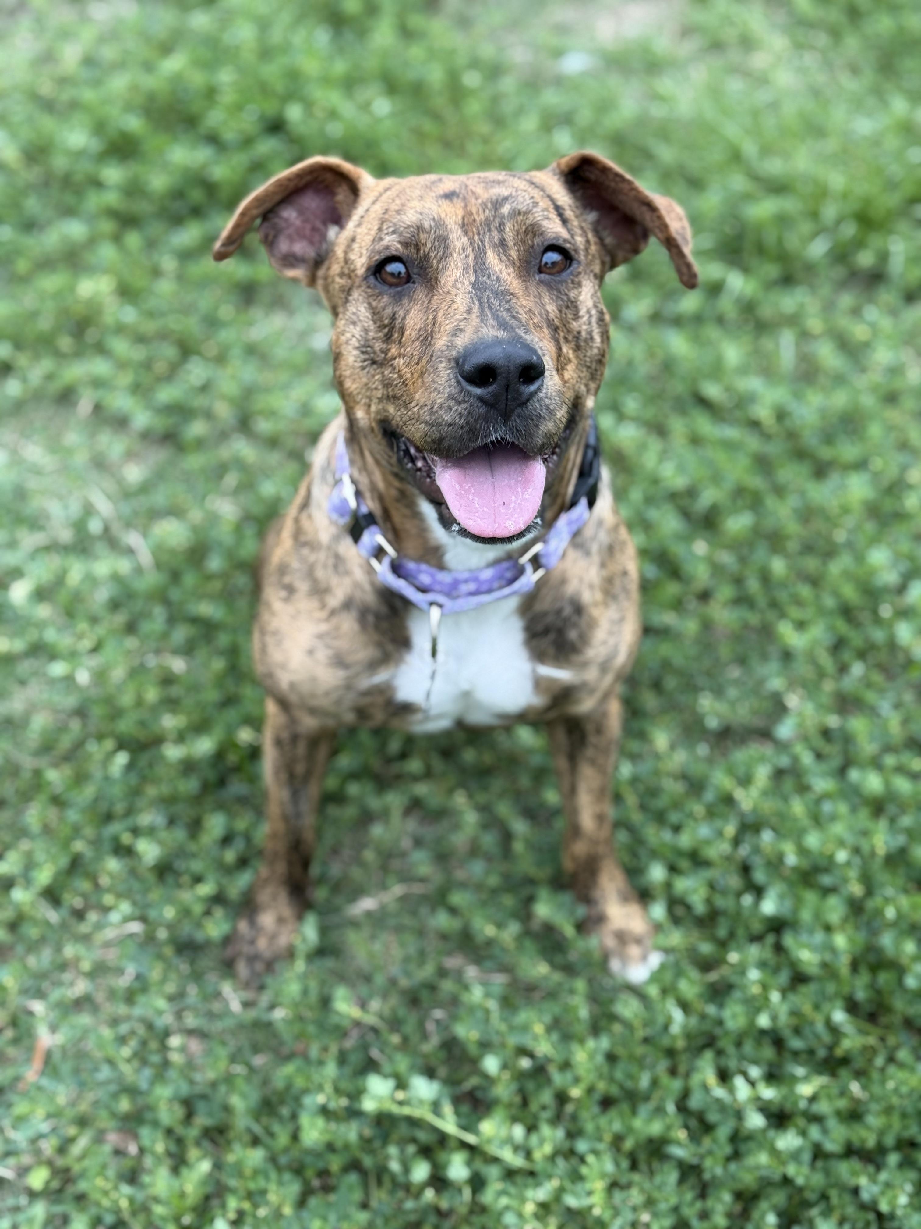 Dog for adoption - Lucy, a Mixed Breed in Ann Arbor, MI | Petfinder