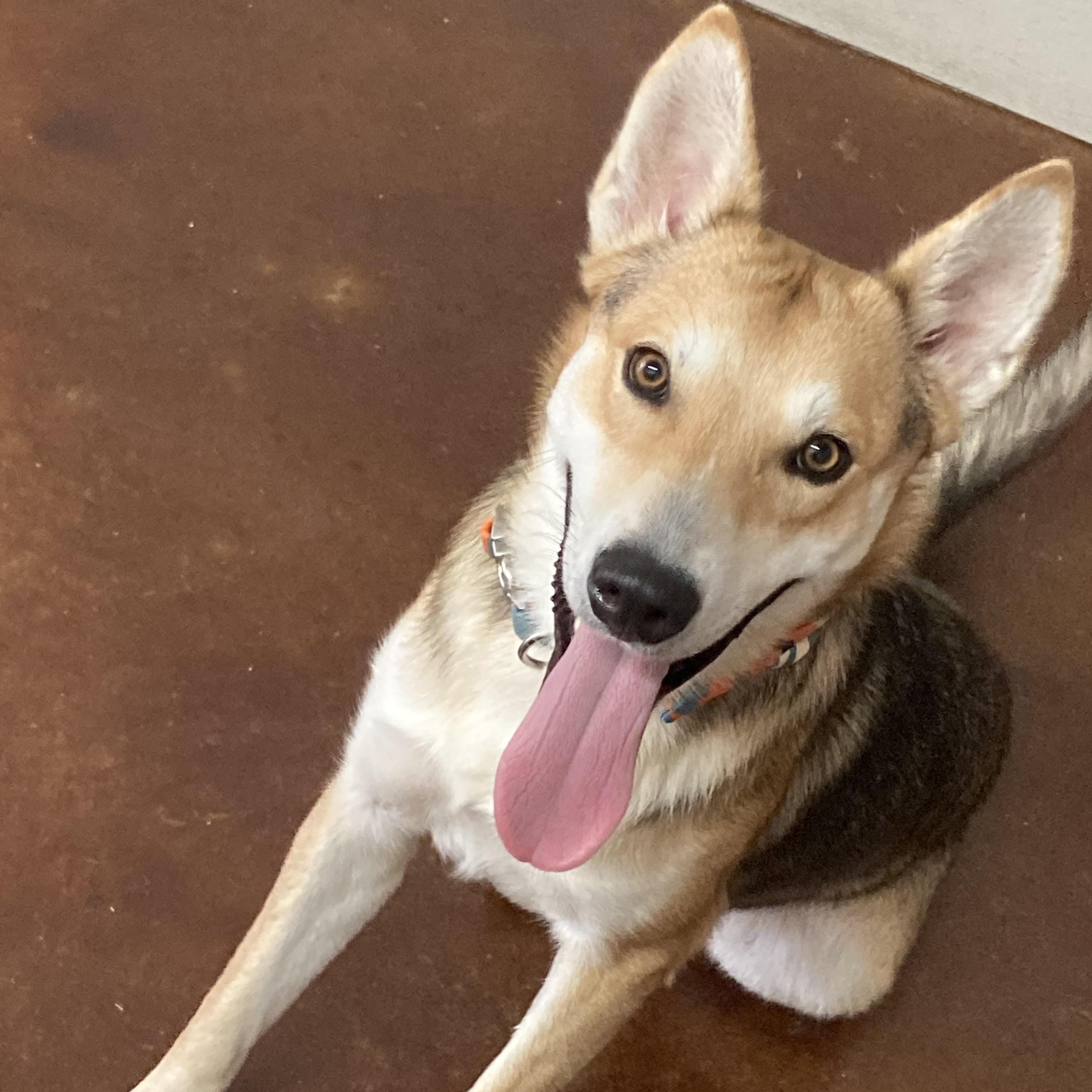 Dog for adoption - Gabe, a Shepherd & Shiba Inu Mix in Davenport, IA ...