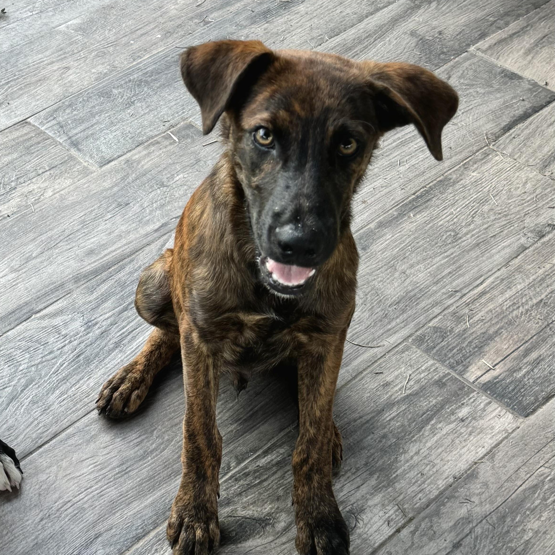 Dog for adoption - Tommy, a Staffordshire Bull Terrier Mix in Devils ...