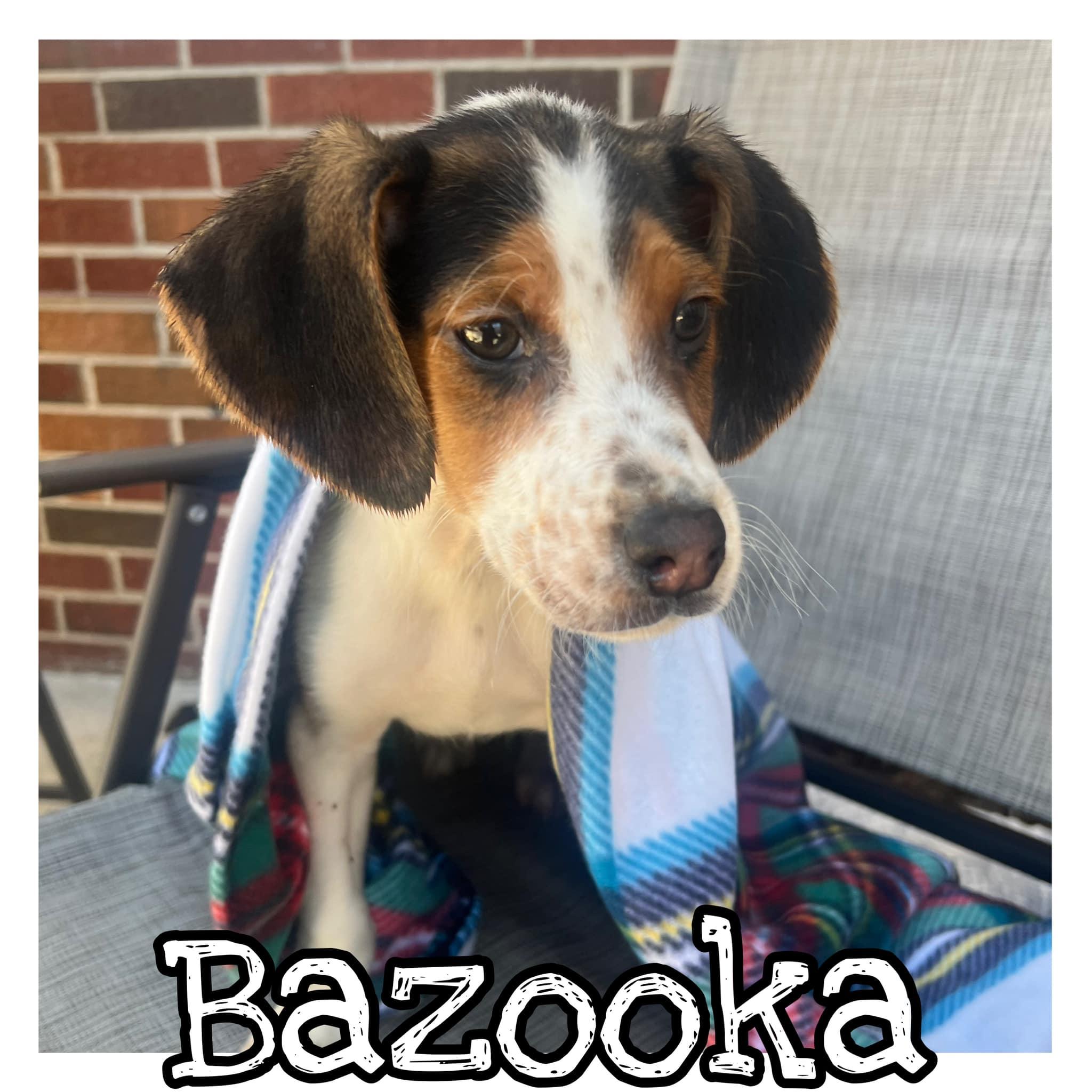 Dog for adoption - Bazooka, a Hound Mix in Yorktown, VA | Petfinder