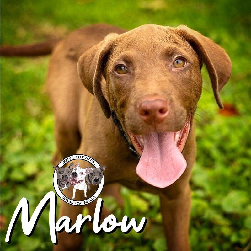 Dog for adoption - Marlow New Caney, a Labrador Retriever & Chocolate ...