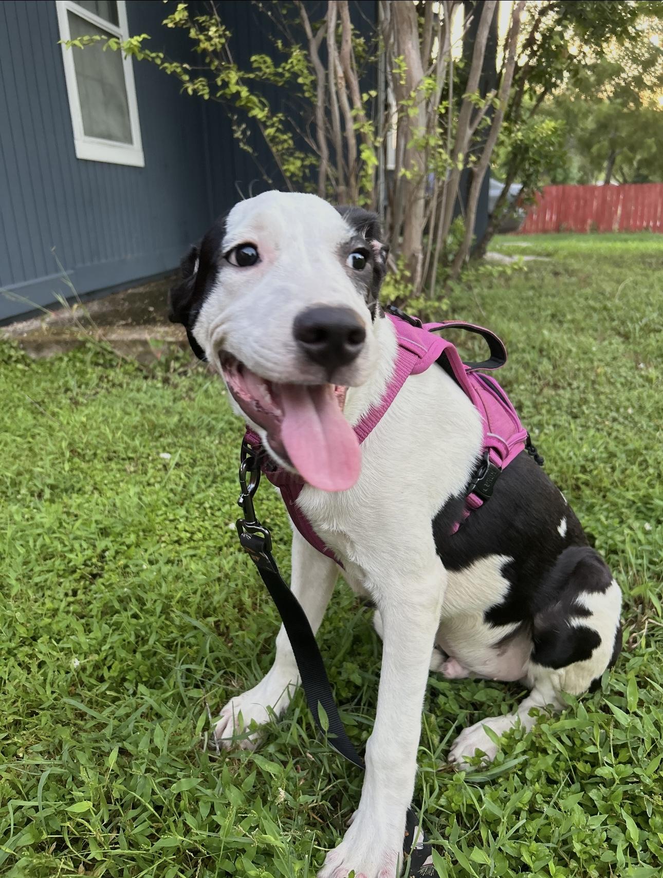Dog for adoption - Barney, a Border Collie Mix in Federal Way, WA ...