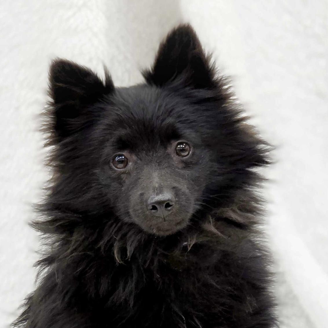 Niblet - Adoptable Pet | Petfinder | Petfinder