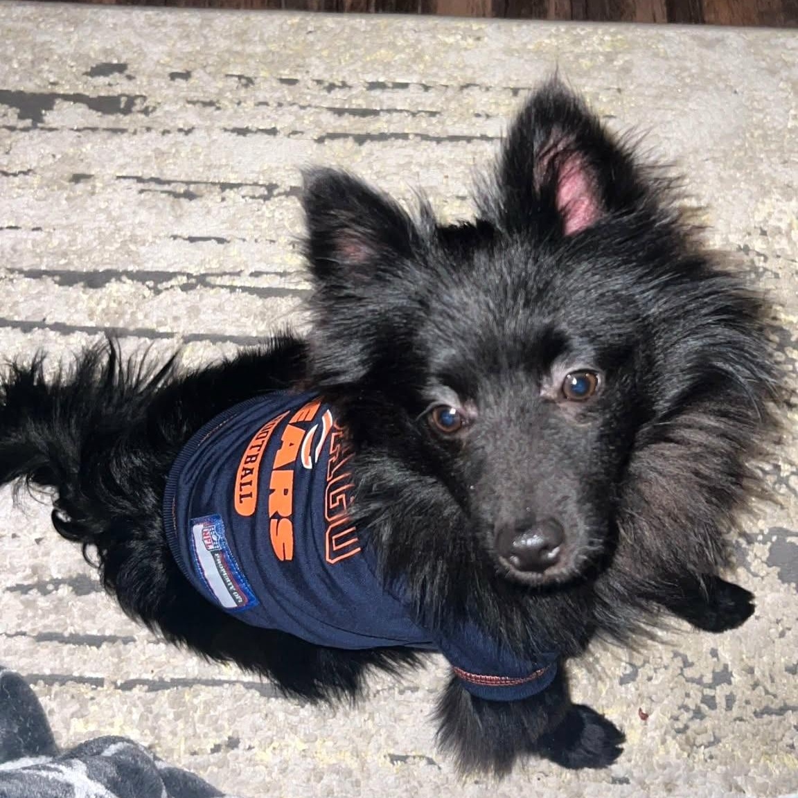 Niblet - Adoptable Pet | Petfinder | Petfinder