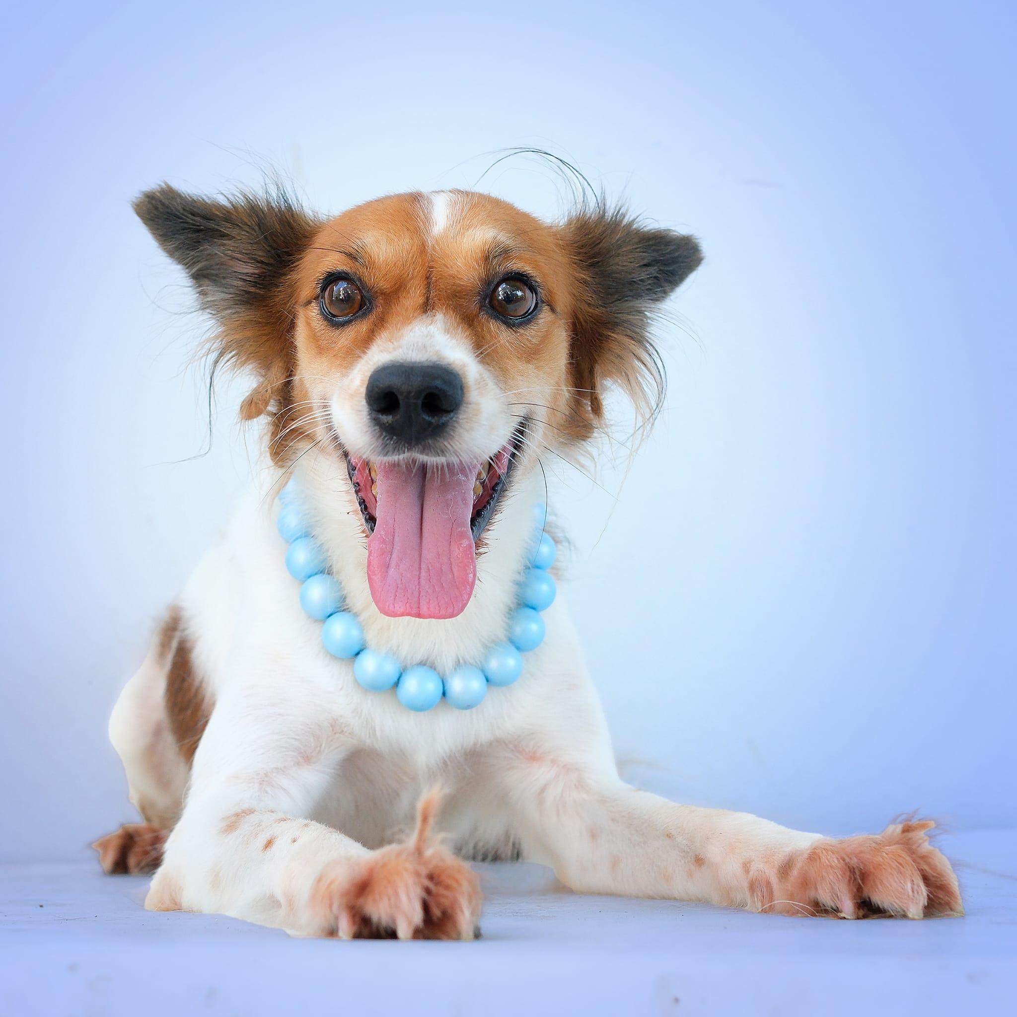 Dog for adoption - Bo, a Cavalier King Charles Spaniel Mix in Ardara ...