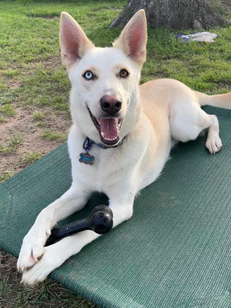 Dog for adoption - Starsky, a Husky & German Shepherd Dog Mix in Waller ...