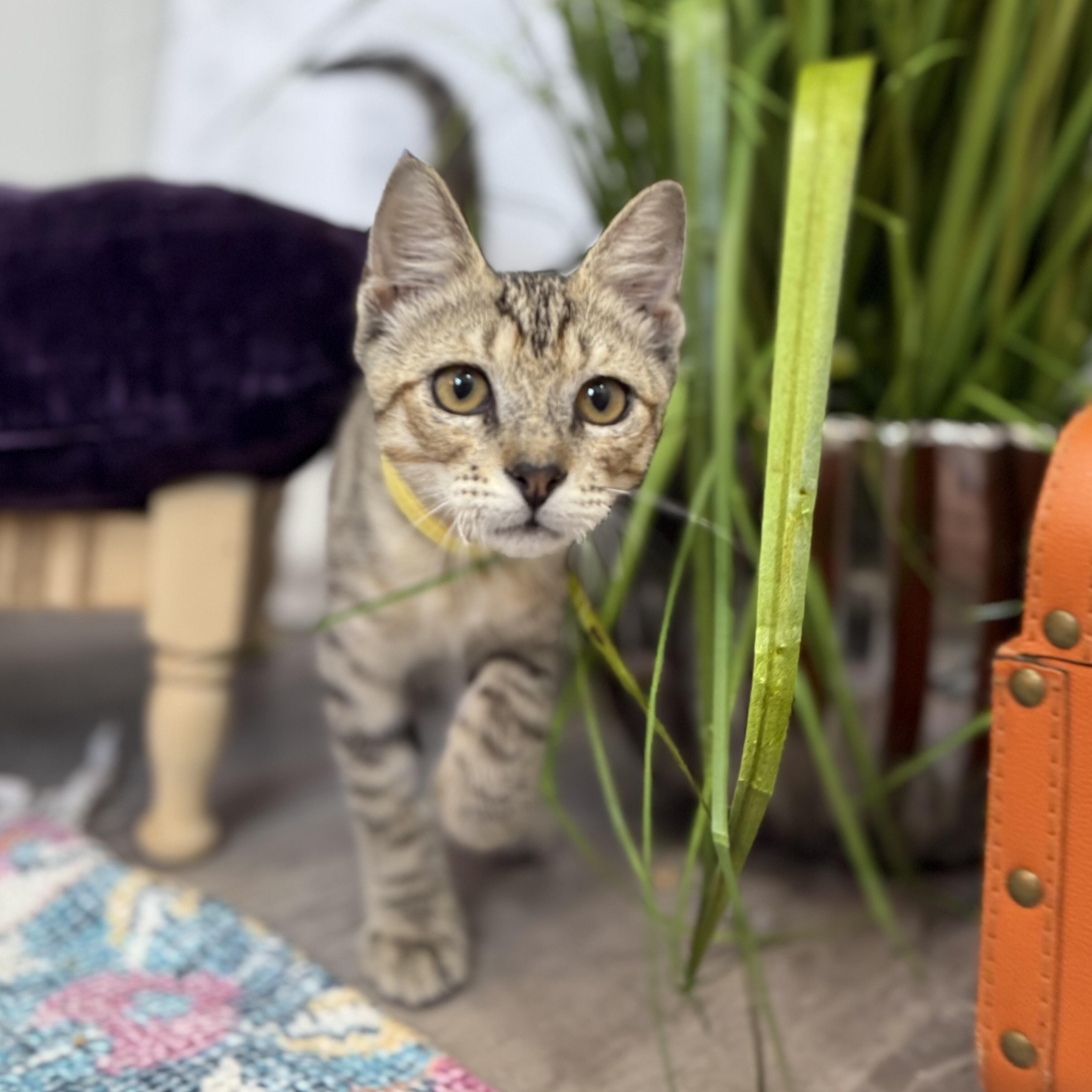 Cat for adoption - Kitty Kat Candy Olivares, a Domestic Short Hair ...