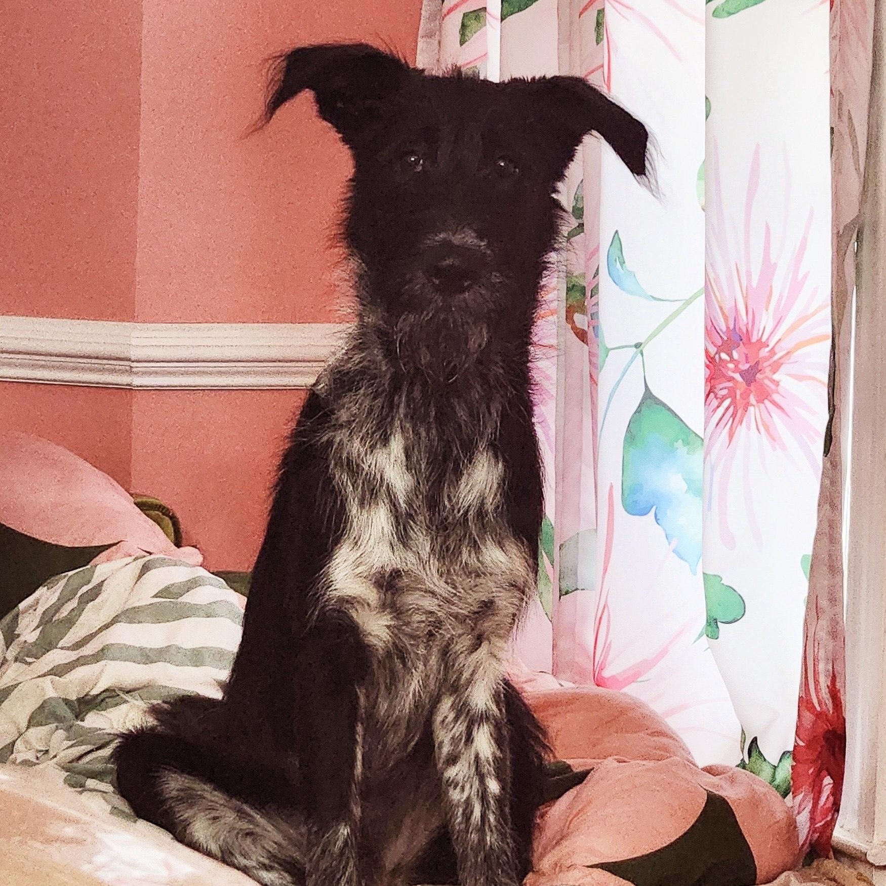 Dog for adoption - Oddy, a Terrier Mix in Columbia, SC | Petfinder