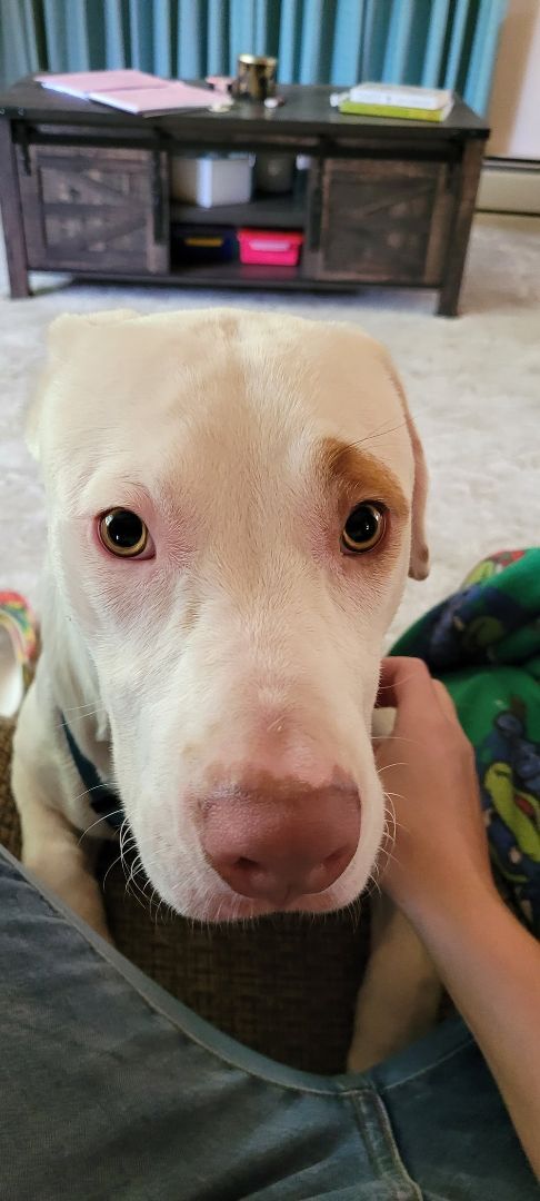 Dog for adoption - Heckle, a Pit Bull Terrier in Minneapolis, MN ...