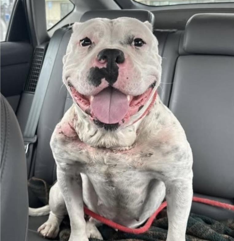 Dog for adoption - Cora, a Pit Bull Terrier & English Bulldog Mix in ...