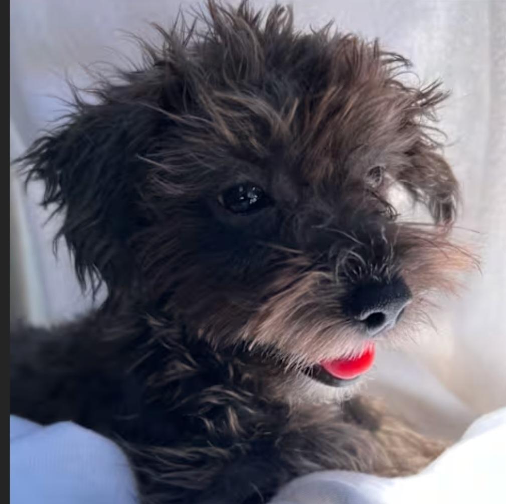 Dog for adoption - Charley, a Maltese & Yorkie Poo Mix in Hawthorne, CA ...