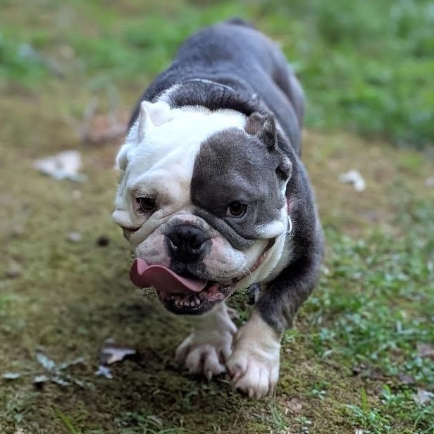 Dog for adoption - Alexander Hamilton, an American Bully & Bulldog Mix ...