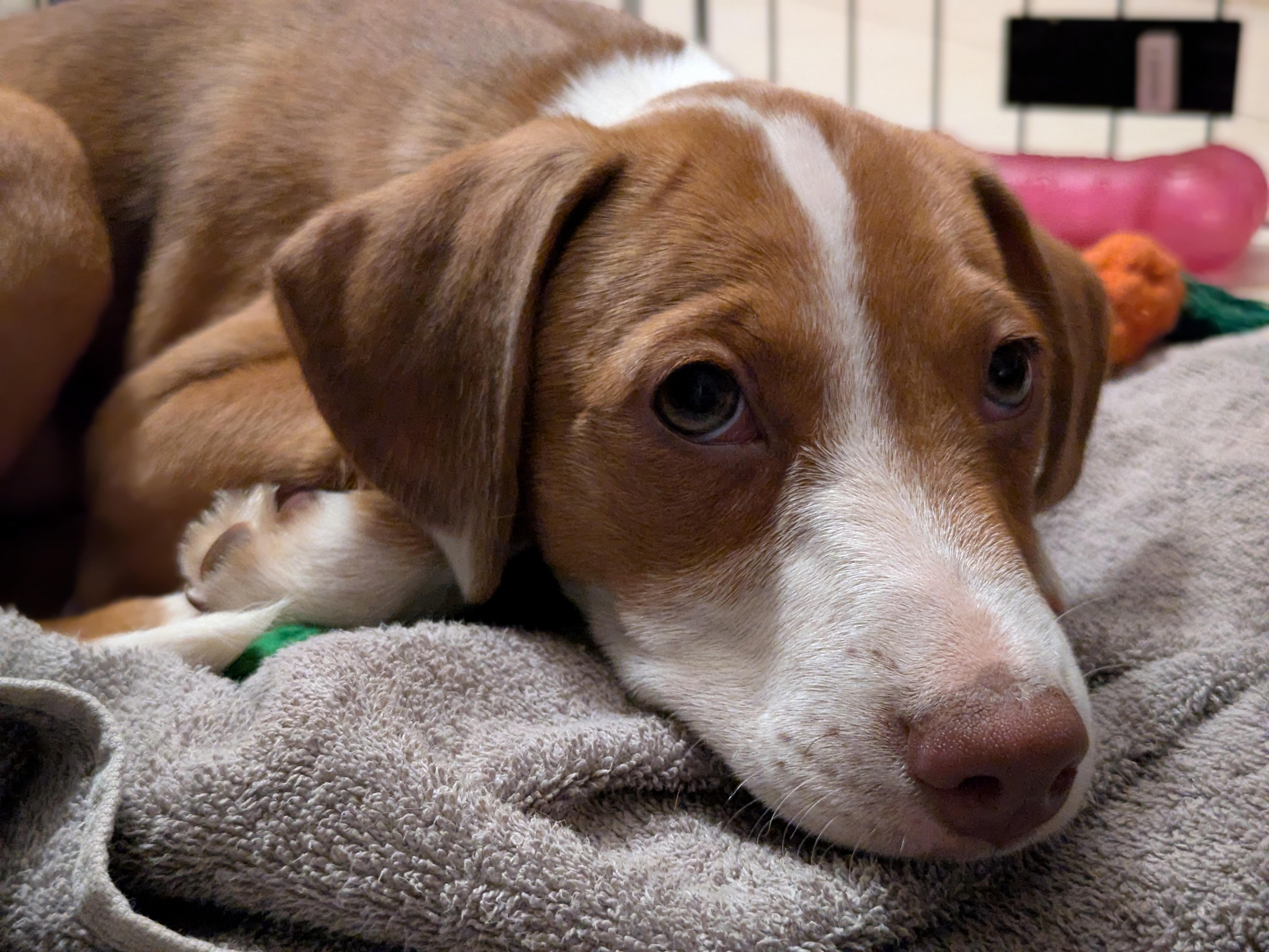 Dog for adoption - Sporty Spice, a Hound Mix in Springfield, MO | Petfinder