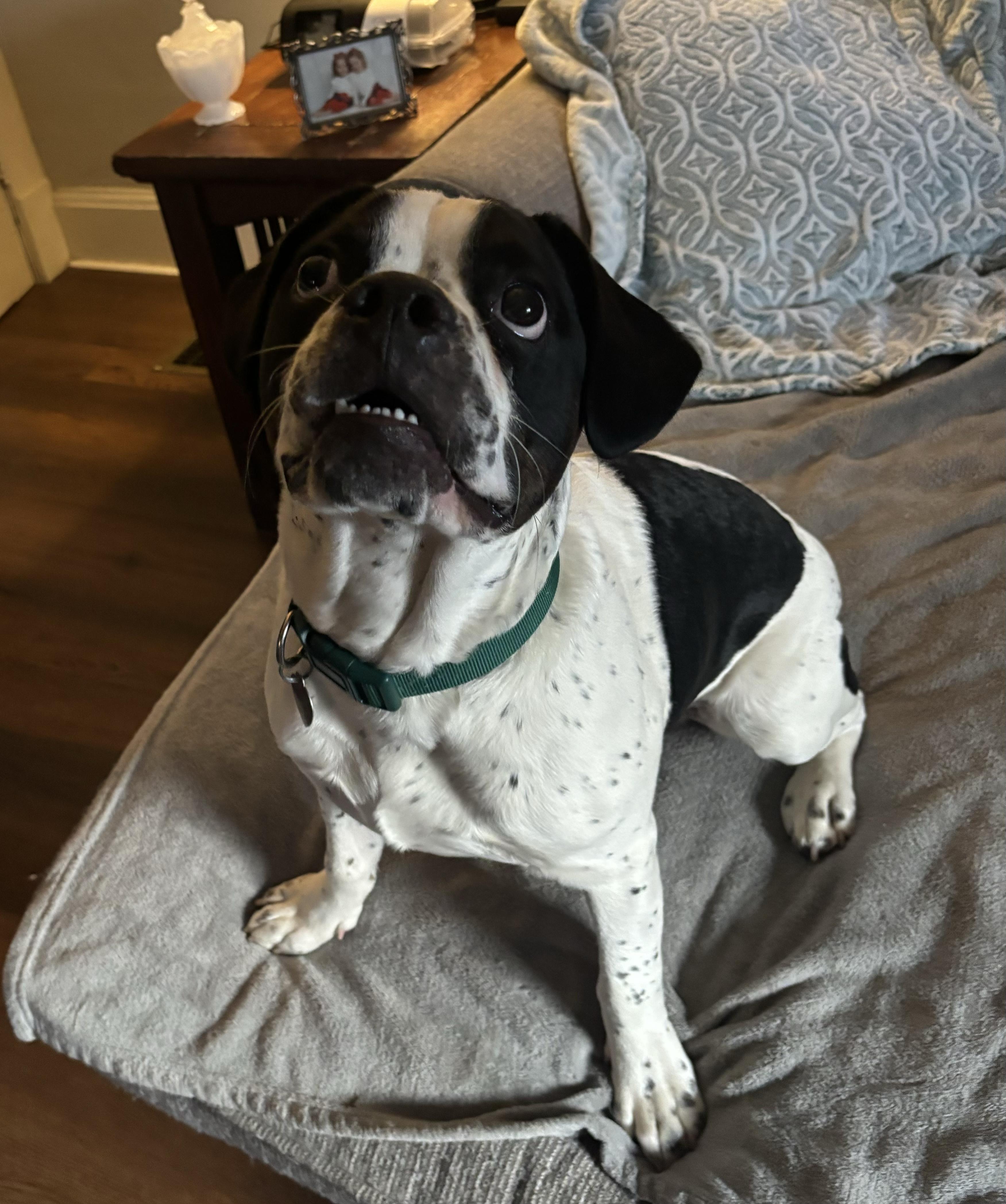 Dog for adoption - Ollie the Frenchie Cav mix, a French Bulldog ...