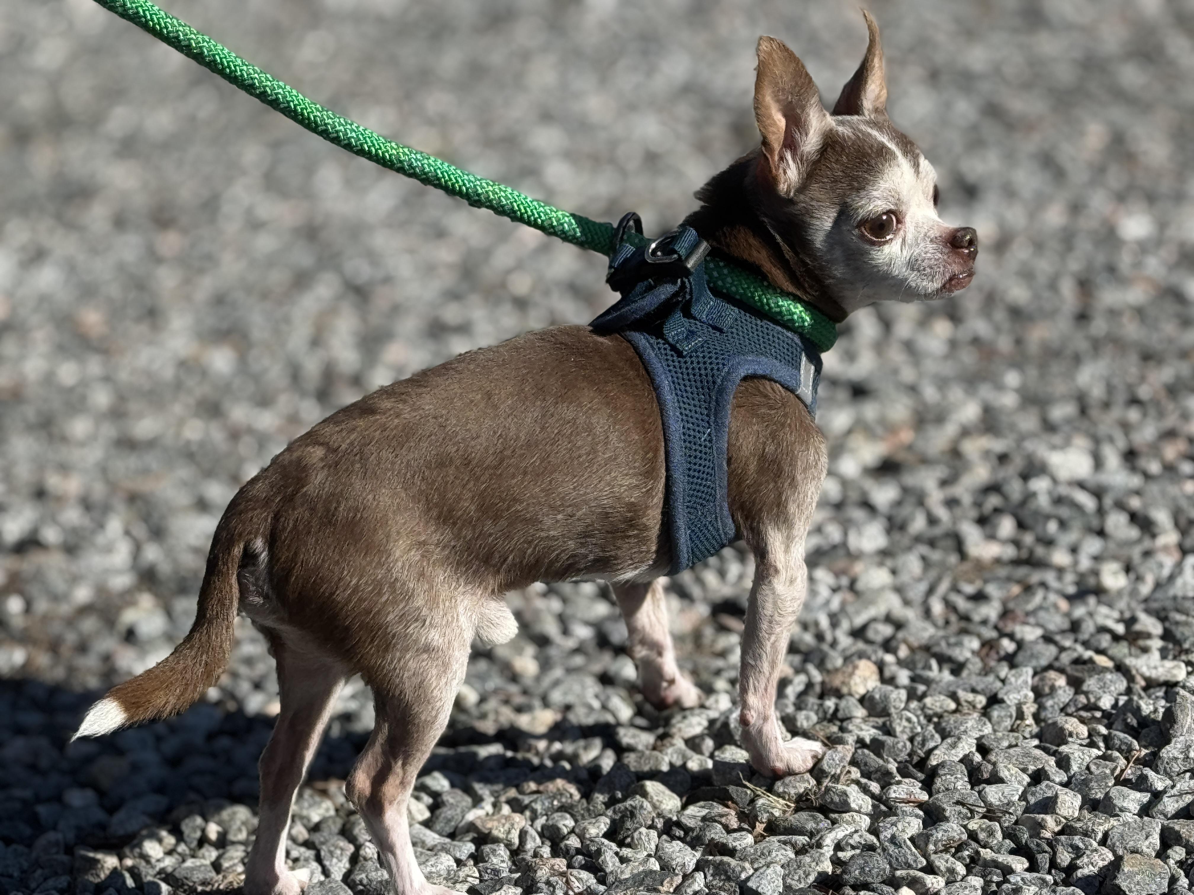 Baxter - Adoptable Pet | Petfinder | Petfinder