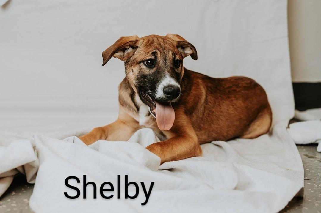 Home Page | Animal Rescue Project